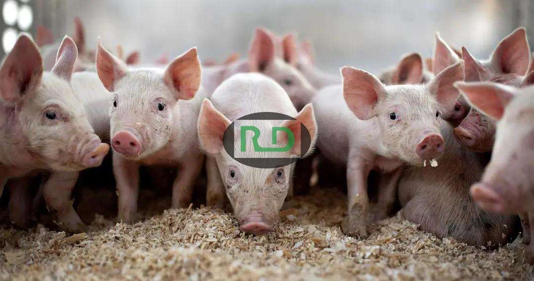 Pig feed formulation and practical technical guide - Rongda Machinery